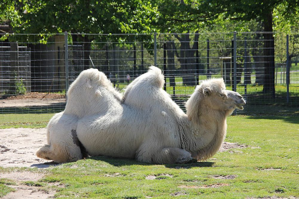10 Fakta Unta Baktria Liar, Memakan Salju untuk Hemat Air