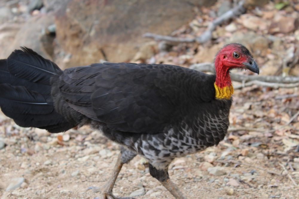 6 Fakta Maleo Australia, Hewan yang Pemalu!