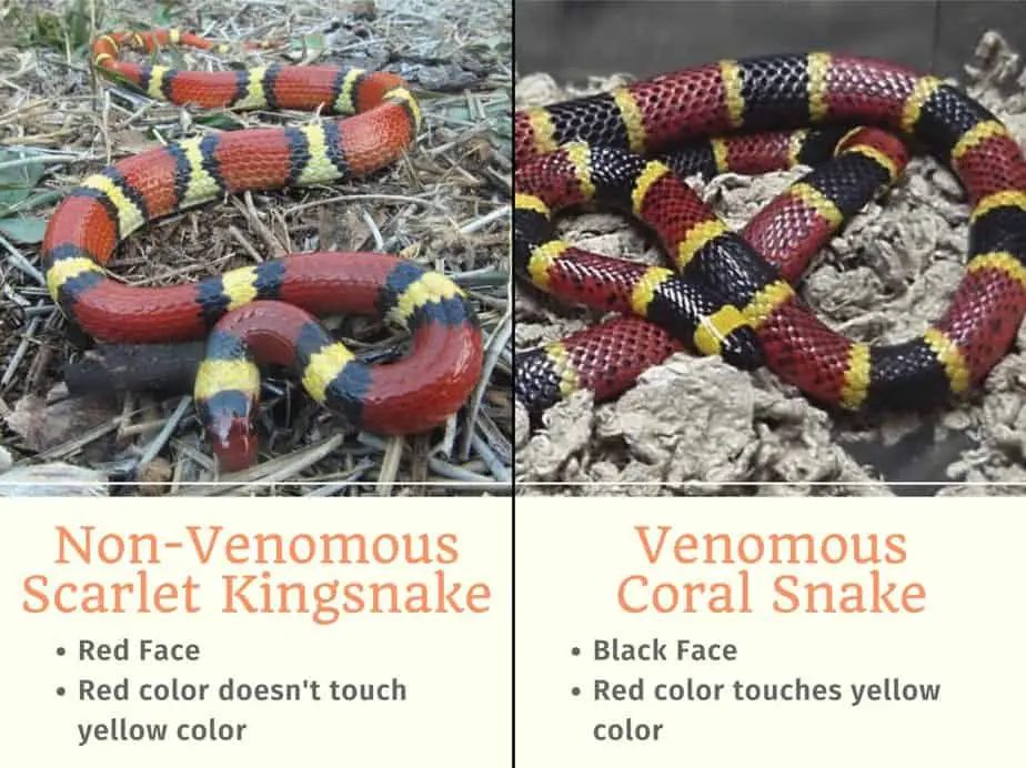 5 Fakta Menarik Scarlet Kingsnake, Terkecil dari Genus Lampr