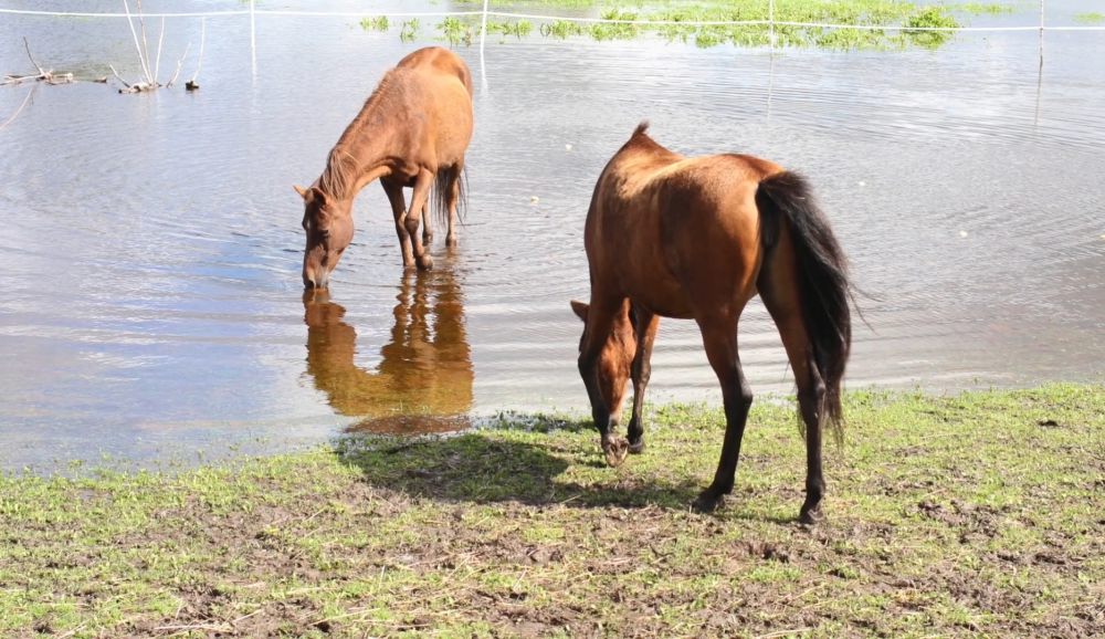 6 Fakta Menarik Kuda Kaspia, si Elegan yang Atletik!