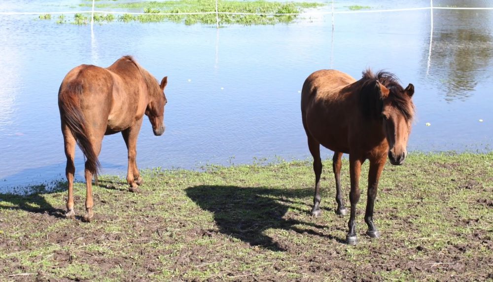 6 Fakta Menarik Kuda Kaspia, si Elegan yang Atletik!