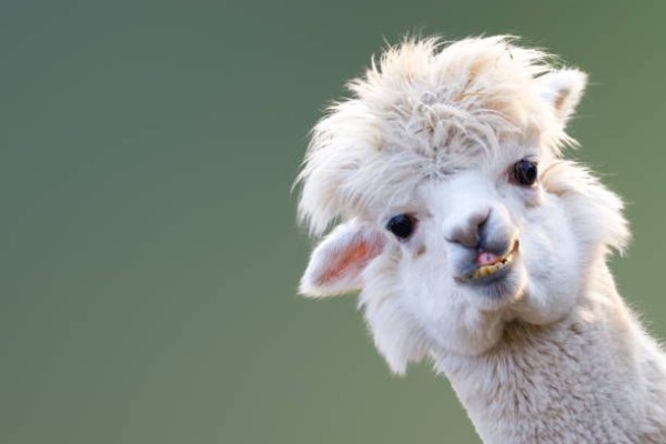 Hewan Ini Bisa Meludah