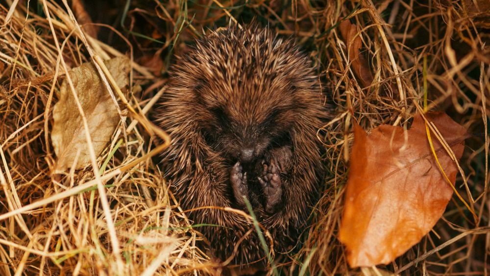 6 Fakta Menarik Ekidna, Satwa Asli Papua yang Kembali dari K
