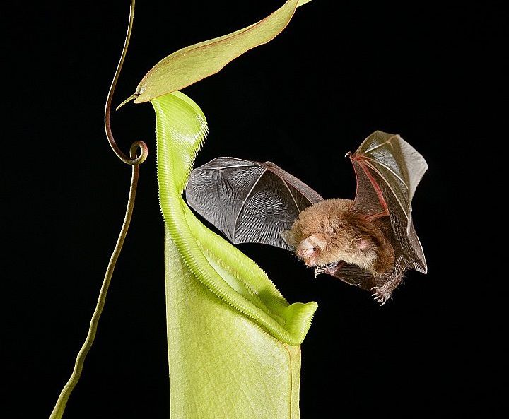 Memiliki Hubungan Baik dengan Kantong Semar, Hewan Apa Saja?