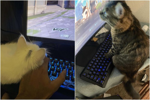 9 Potret Kucing Main Game, Ada yang Main Valorant, dong!