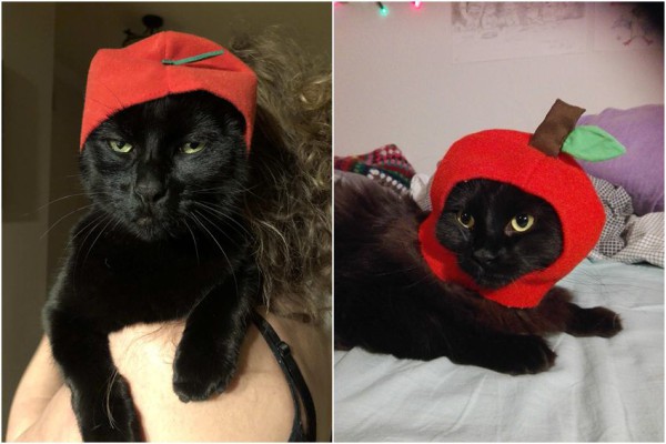 8 Potret Kucing Pakai Topi Apel, Sama-sama Bulat!