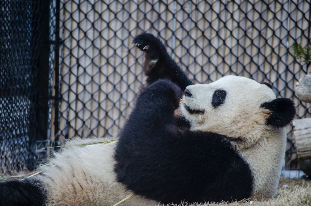 Bisakah Panda Makan Daging?