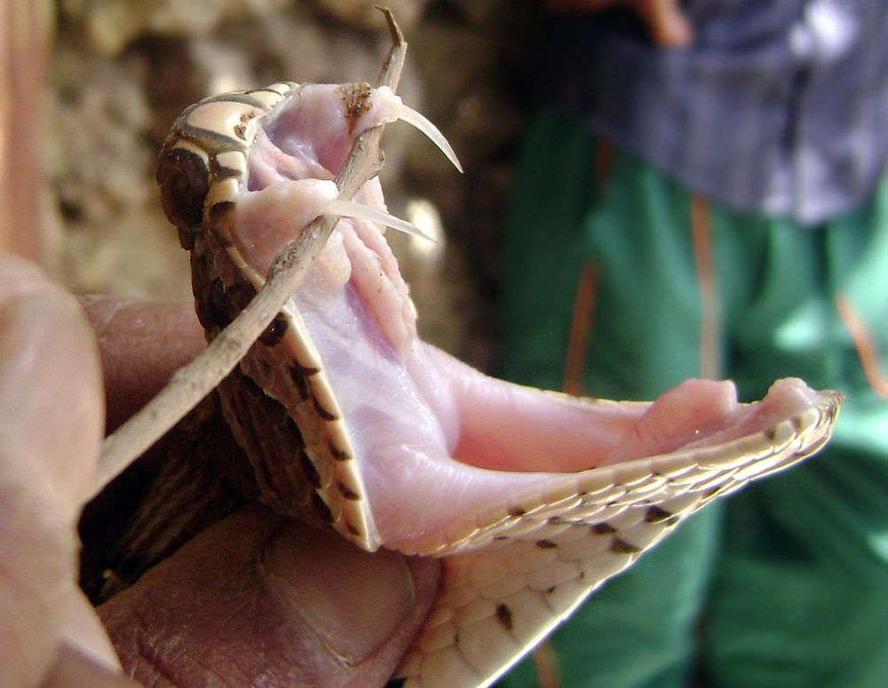 Mengenal Ular Viper, Ular Unik dengan Kepala Berbentuk Segit