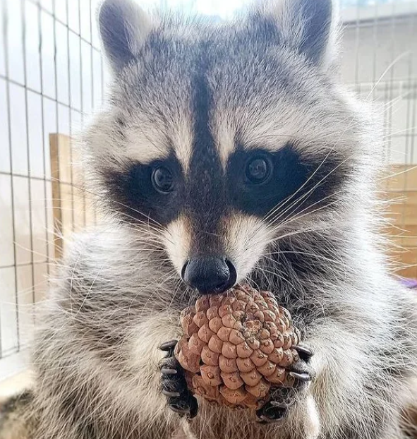 10 Potret Kocak Rakun Berperilaku Sopan