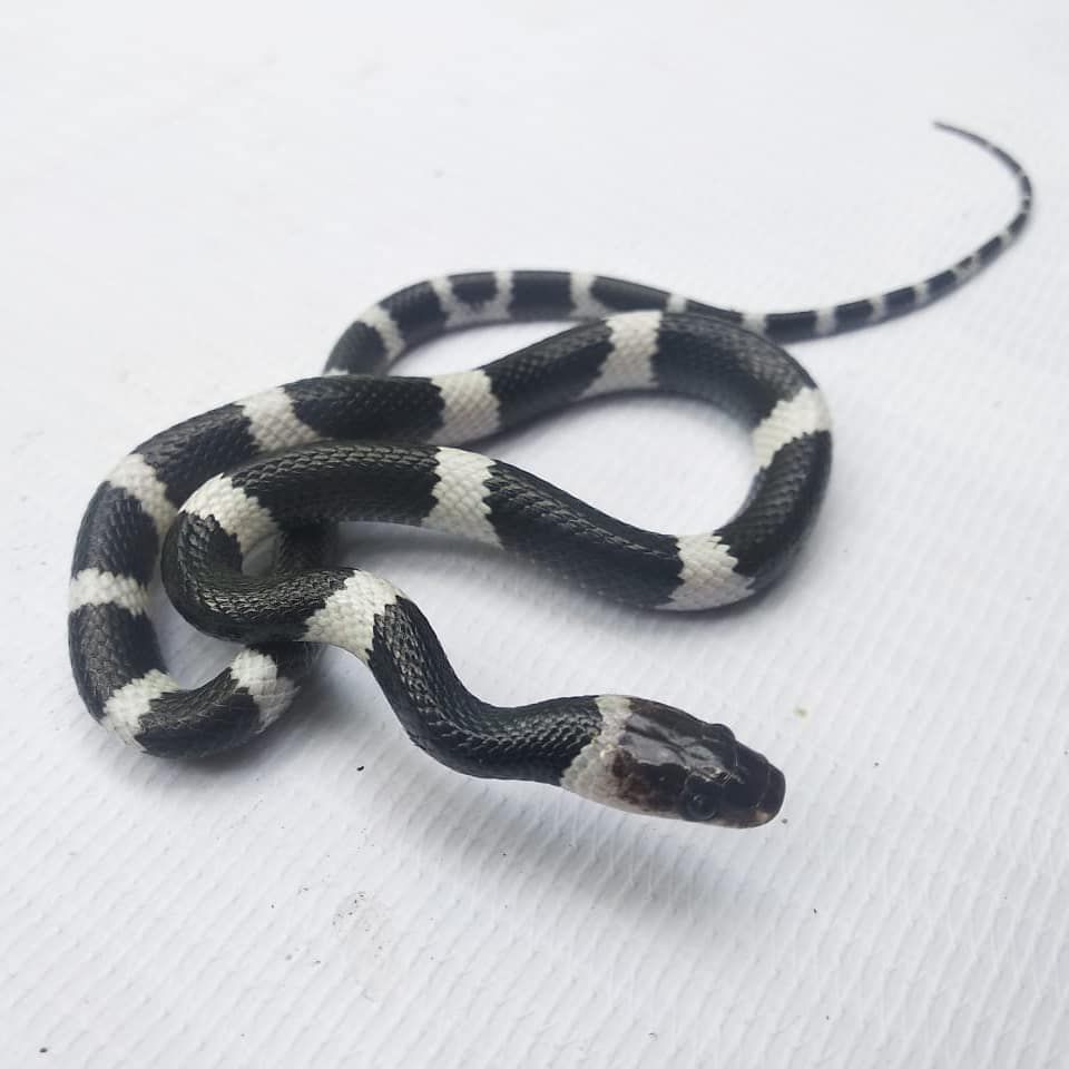 Kembaran Ular Weling! Berikut 6 Fakta Menarik Ular Cecak Bel