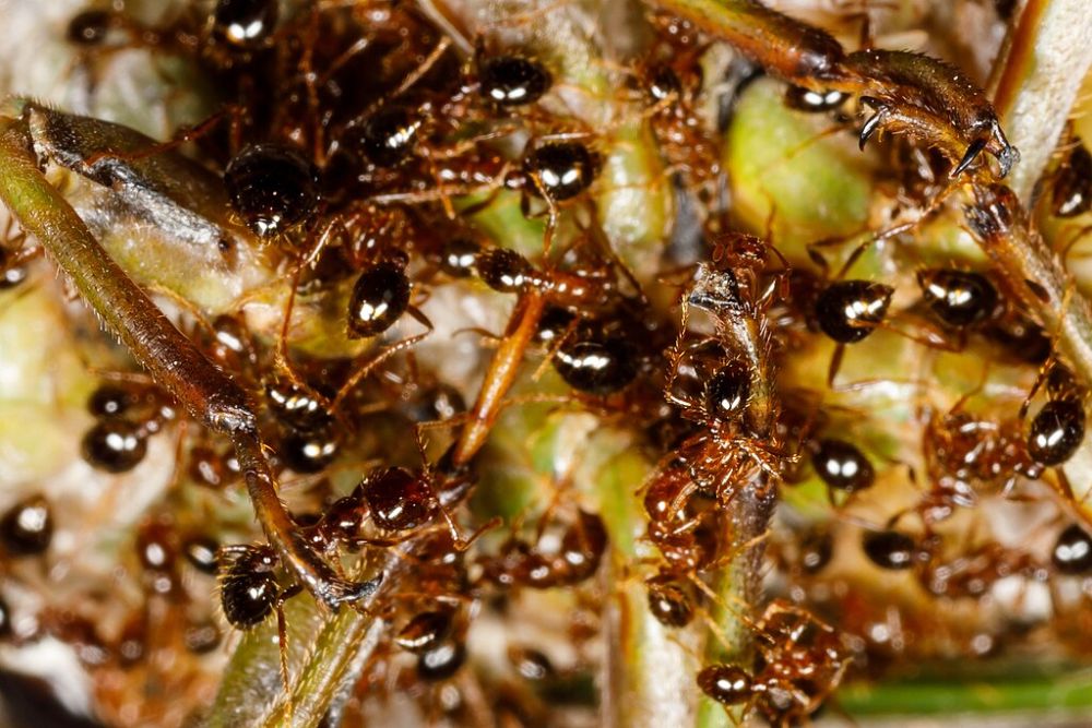 10 Fakta Unik Semut Api, Serangga dengan Sengatan Menyakitka