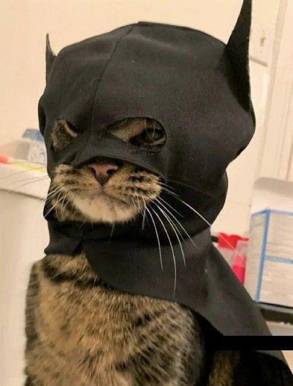 8 Potret Lucu Kucing Memakai Topeng Batman, Gayanya Gagah