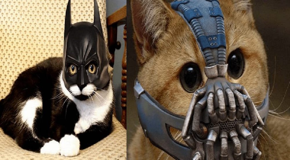 8 Potret Lucu Kucing Memakai Topeng Batman, Gayanya Gagah