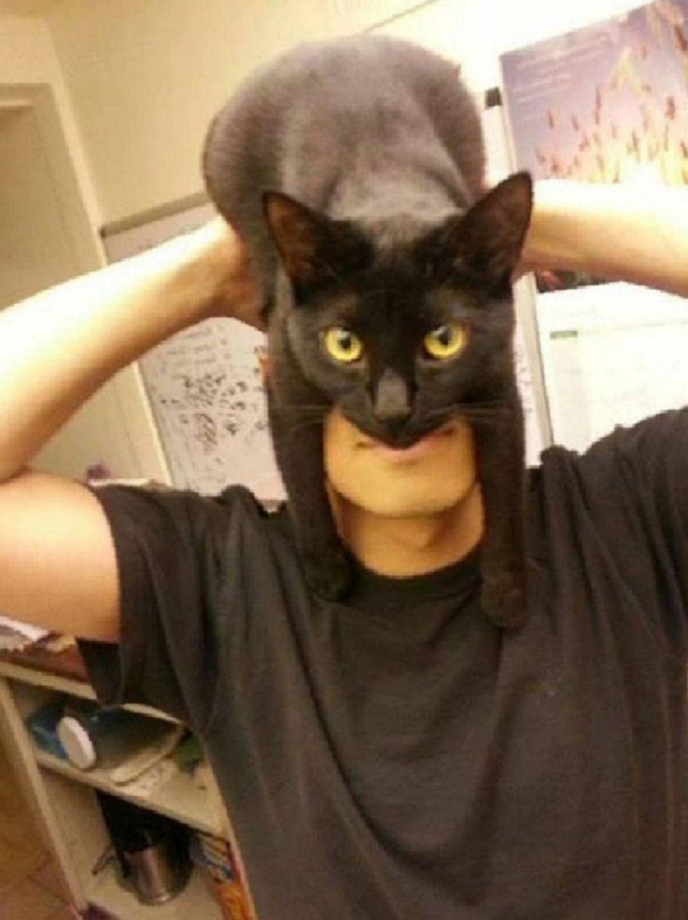 8 Potret Lucu Kucing Memakai Topeng Batman, Gayanya Gagah