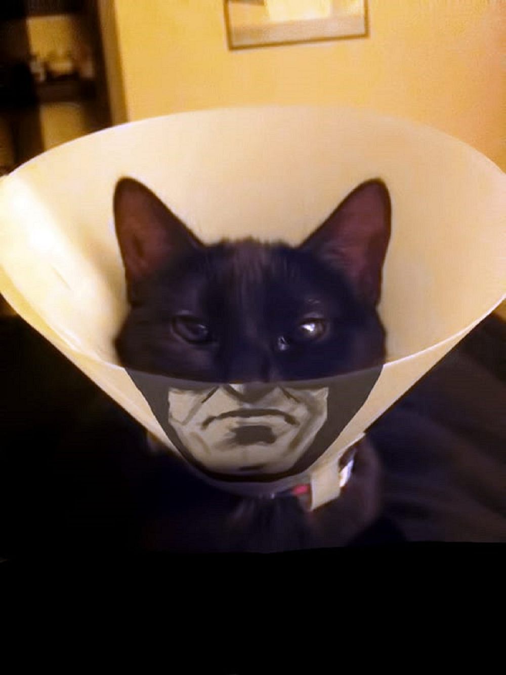 8 Potret Lucu Kucing Memakai Topeng Batman, Gayanya Gagah