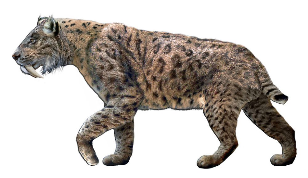 6 Fakta Smilodon, Kucing Bergigi Pedang Zaman Prasejarah