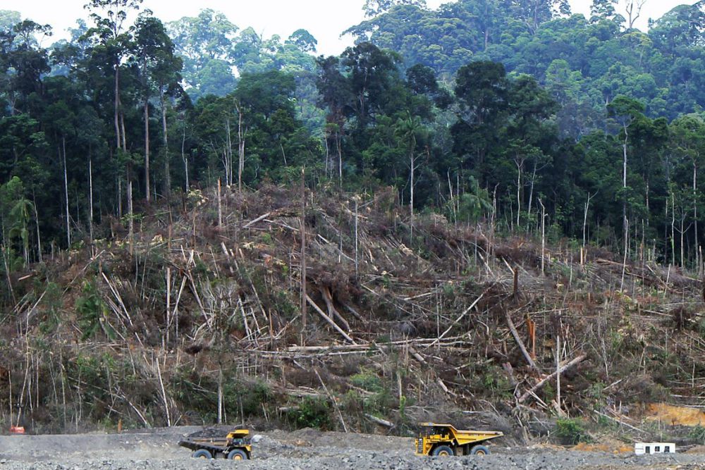 12 Perilaku Manusia yang Merusak Alam dan Makhluk Hidup