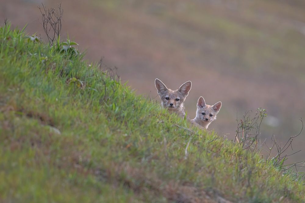20 Nama Hewan dari Huruf F dalam Bahasa Inggris