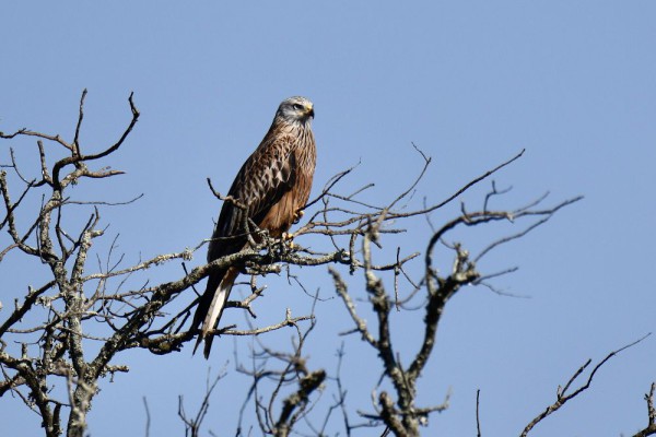 6 Fakta Unik Elang Merah, Sangat Suka Mendekorasi Sarangnya!