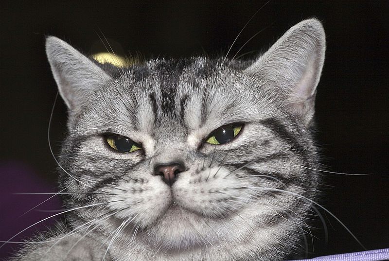 4 Spesies Kucing Berkepala Bulat, Bikin Gemes!