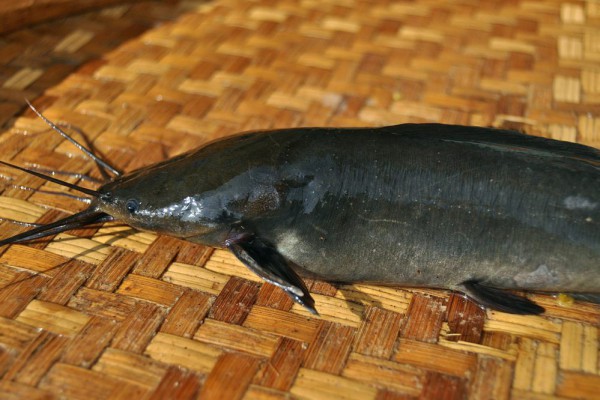 5 Fakta Lele Jawa, Lele Asli Indonesia Bisa Jalan di Darat