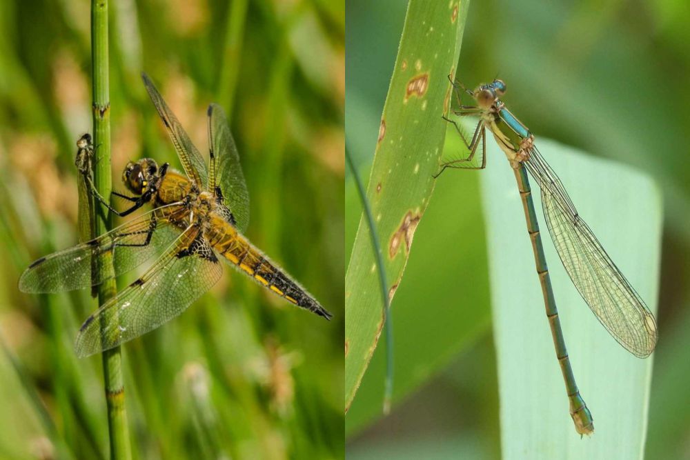 Serupa tapi Tak Sama, 6 Perbedaan Capung dan Capung Jarum