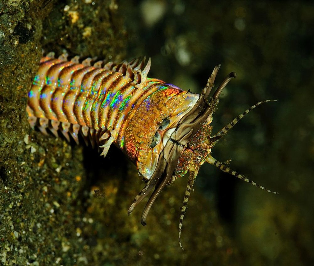 7 Fakta Cacing Bobbit, Hewan Laut Unik dengan Rahang Kuat