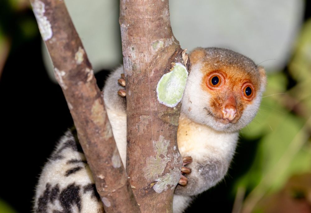 5 Fakta Kuskus Waigeo, Mamalia Endemik Papua Barat