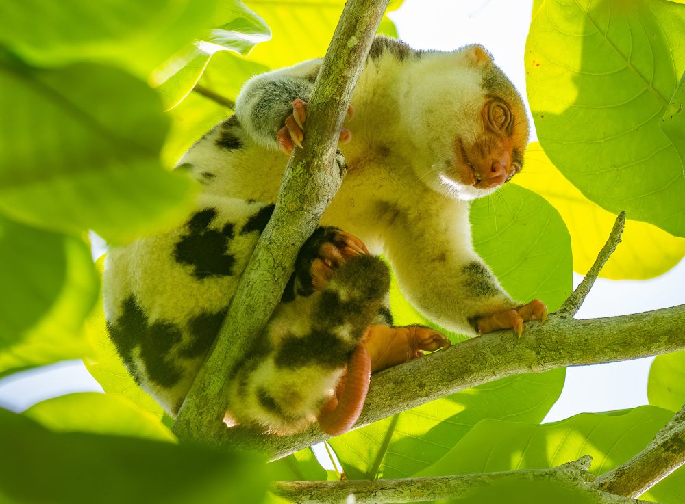 5 Fakta Kuskus Waigeo, Mamalia Endemik Papua Barat