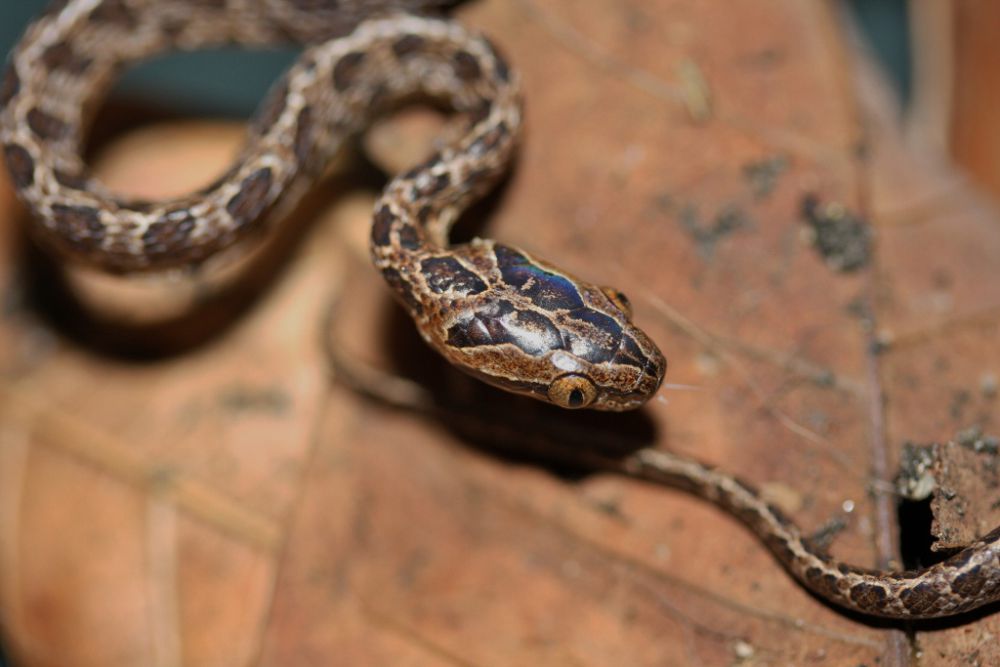 5 Perbedaan Ular Tutul dan Bandotan Puspa, Coraknya Identik