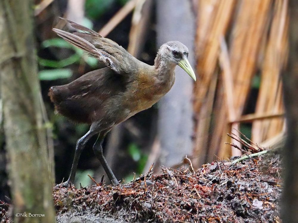 5 Spesies Burung Mandar Masuk Daftar Hewan Dilindungi, Apa S