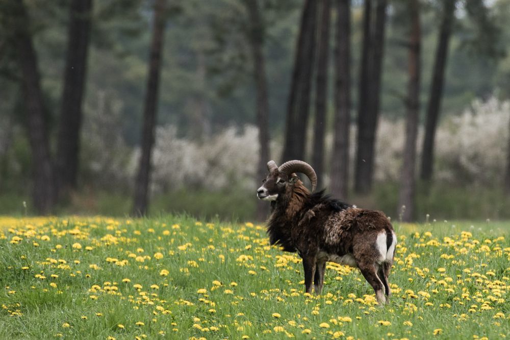 5 Fakta Unik Mouflon, Ada Ritual Unik setelah Pertarungan