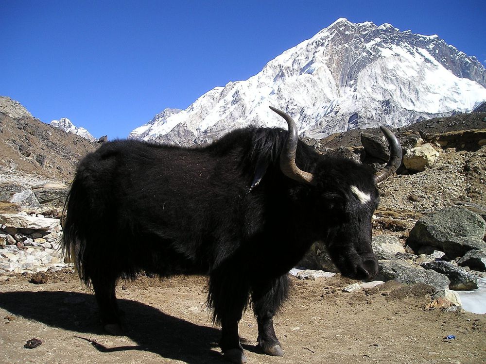 9 Fakta Unik Yak, Hewan Mirip Banteng yang Penuh Manfaat