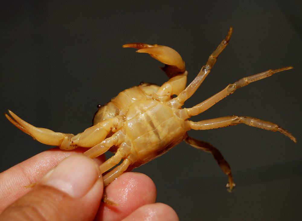 5 Fakta Menarik Yuyu, Kepiting Kecil yang Punya Rasa Gurih!