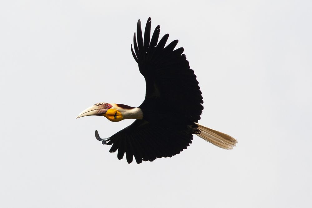 5 Spesies Burung Julang Masuk dalam Daftar Hewan Langka di I