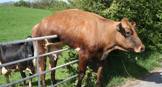 7 Potret Kocak Sapi di Tempat Random, Bikin Syok!