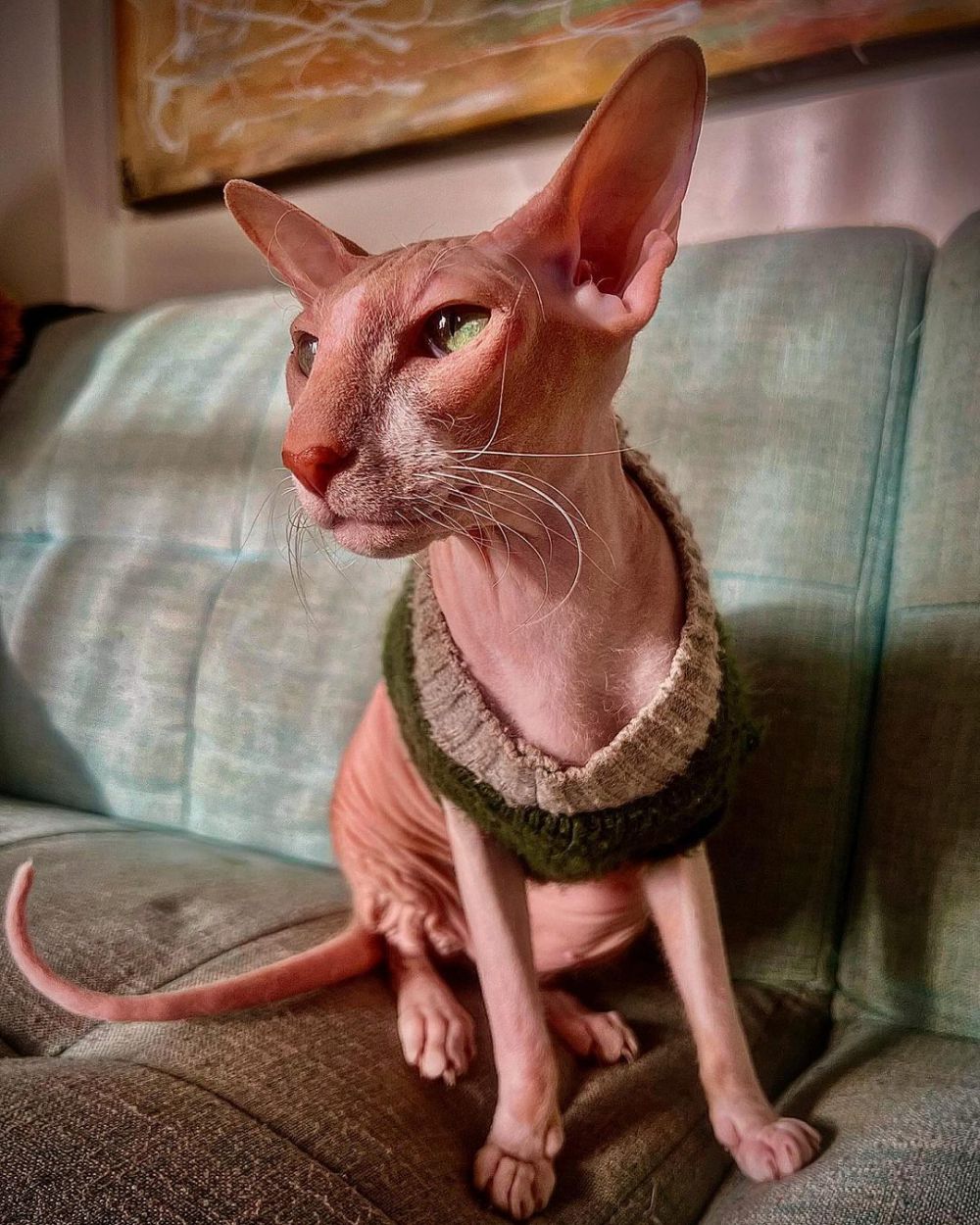 6 Fakta Kucing Ras Peterbald, Kucing Botak yang Sering Dikir