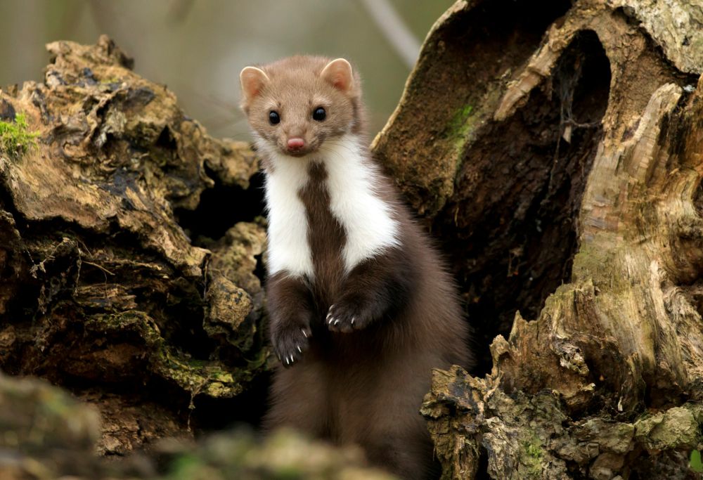 7 Fakta Least Weasel, Dapat Berubah Warna Sesuai Musim