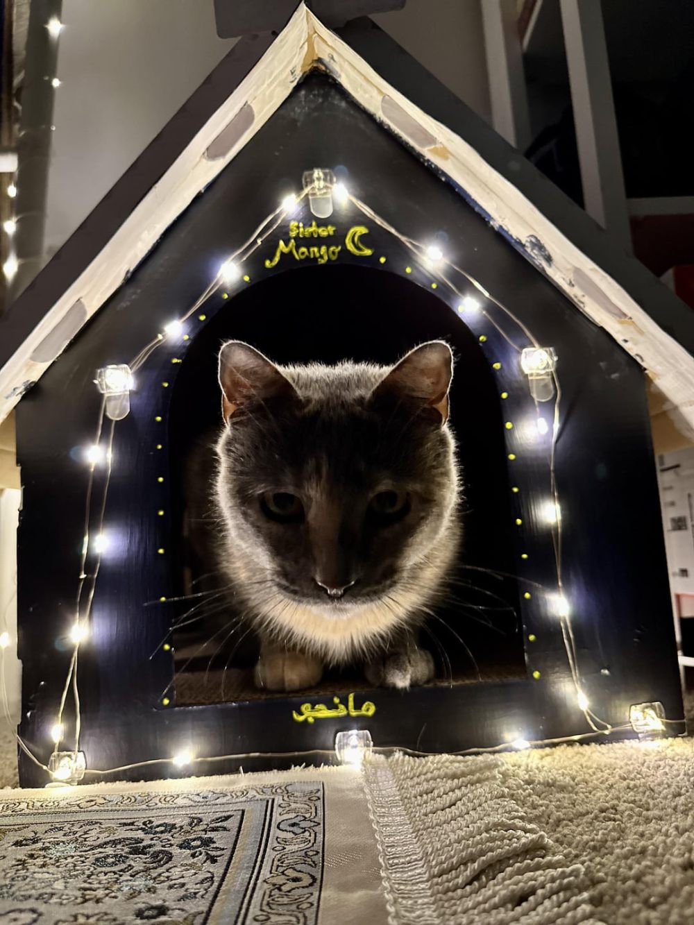 9 Potret Kucing Ikut Merayakan Ramadan, Ikutan Buka Puasa