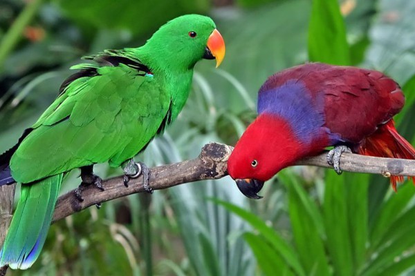 6 Fakta Nuri Bayan Maluku