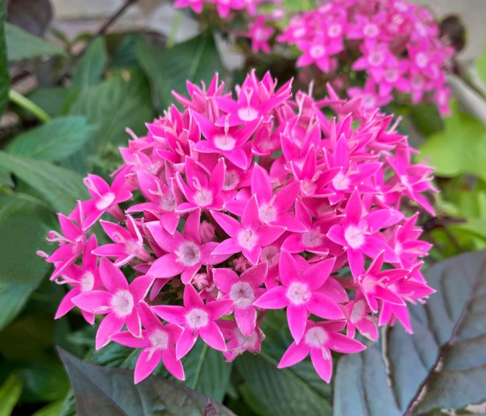 5 Pilihan Tanaman Hias Outdoor dengan Bunga yang Menawan