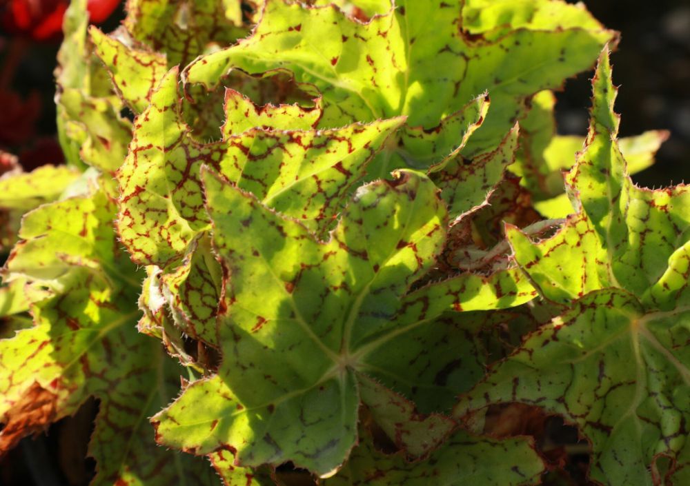 4 Tanaman Hias dengan Campuran Warna Menarik, Cerahkan Rumah