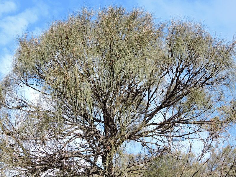 Mengenal Cemara Laut, Jenis Tanaman dengan Segudang Manfaat