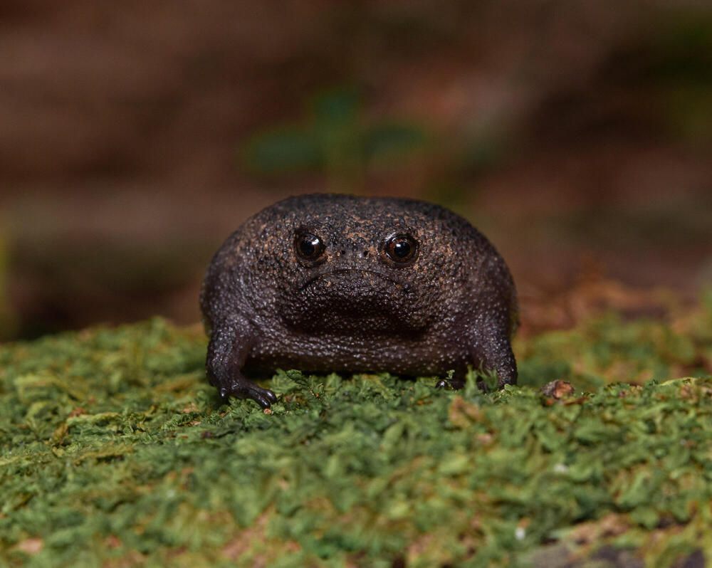 7 Fakta Black Rain Frog, Katak yang Tidak Suka Air