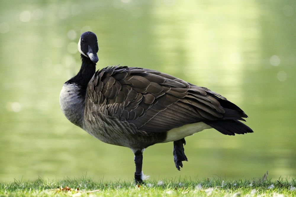 8 Fakta Menarik Angsa Kanada, si Agresif yang Setia