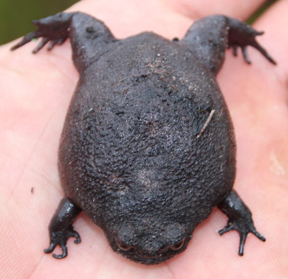 7 Fakta Black Rain Frog, Katak yang Tidak Suka Air