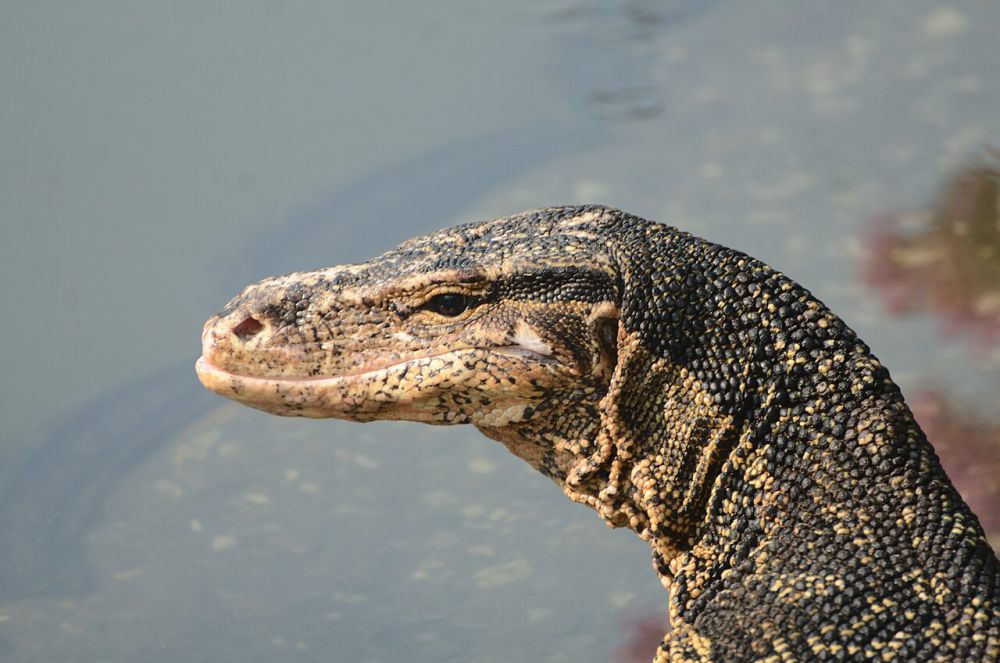 5 Reptil yang Menghuni Daerah Pantai, Hati-hati
