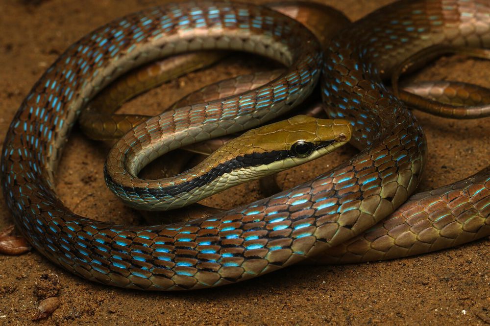 Fakta Ular Tampar, Ular Arboreal Cantik dengan Warna Menawan
