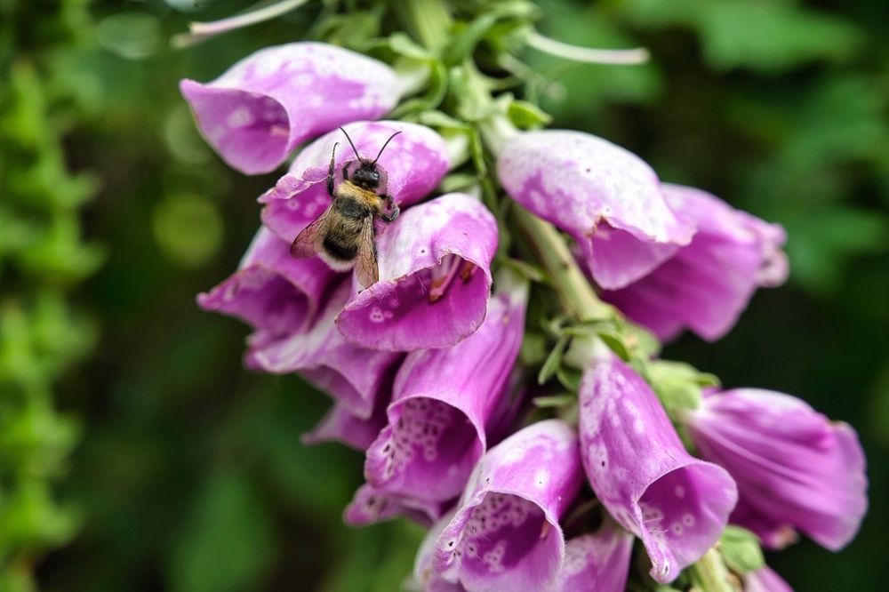 5 Jenis Tanaman Digitalis yang Sangat Mengagumkan, Kamu Haru