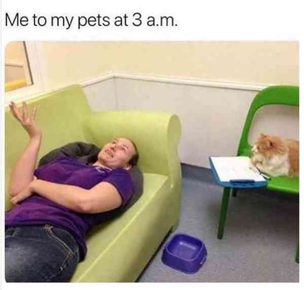 7 Meme Curhat Masalah Hidup ke Hewan Peliharaan